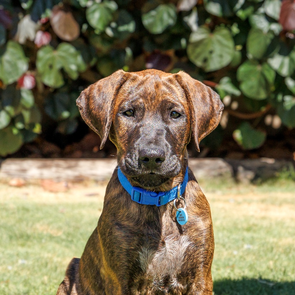 Sonny - Medium Female Mixed breed Dog in WA - PetRescue