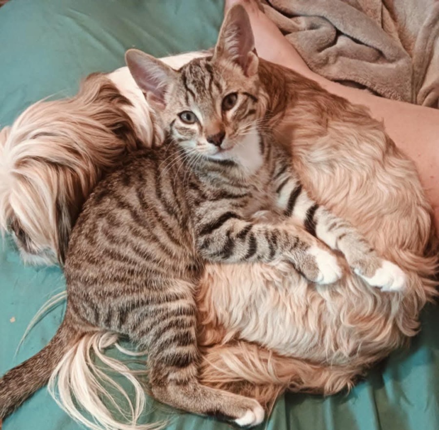 Bear - Male Domestic Short Hair (DSH) Cat in QLD - PetRescue