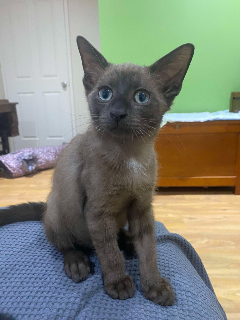 Twinkle K28 - Male Siamese x Domestic Short Hair (DSH) Mix Cat in QLD - PetRescue
