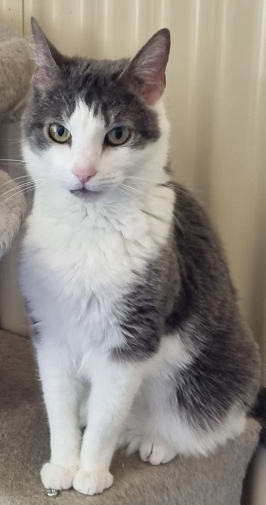 Sara - Female Domestic Short Hair (DSH) Cat in VIC - PetRescue