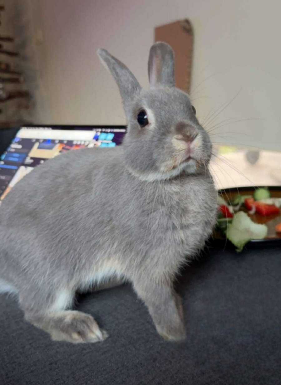 Zeke - Male Netherland Dwarf Mix Rabbit in VIC - PetRescue