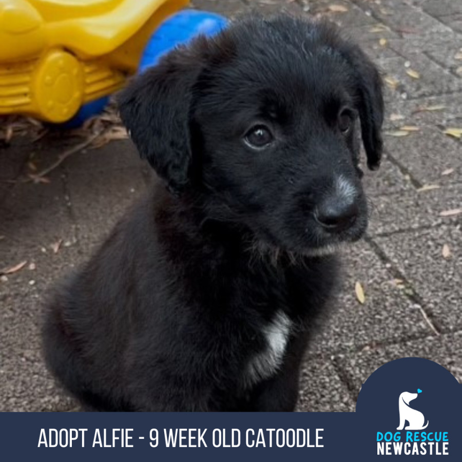 Alfie - 9 week old Cattle x Poodle (Trial) - Medium Male Australian ...