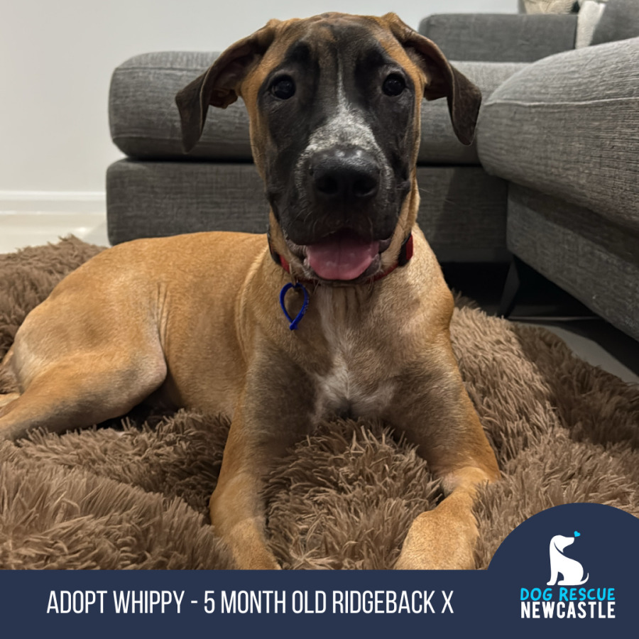 Whippy - 5 Month Old Rhodesian Ridgeback x - Large Female Rhodesian ...