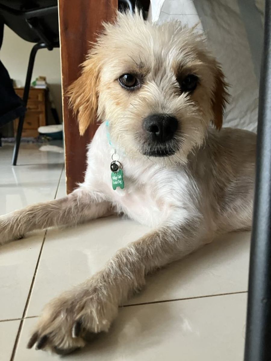 Mumble - Small Male Norfolk Terrier Mix Dog in QLD - PetRescue