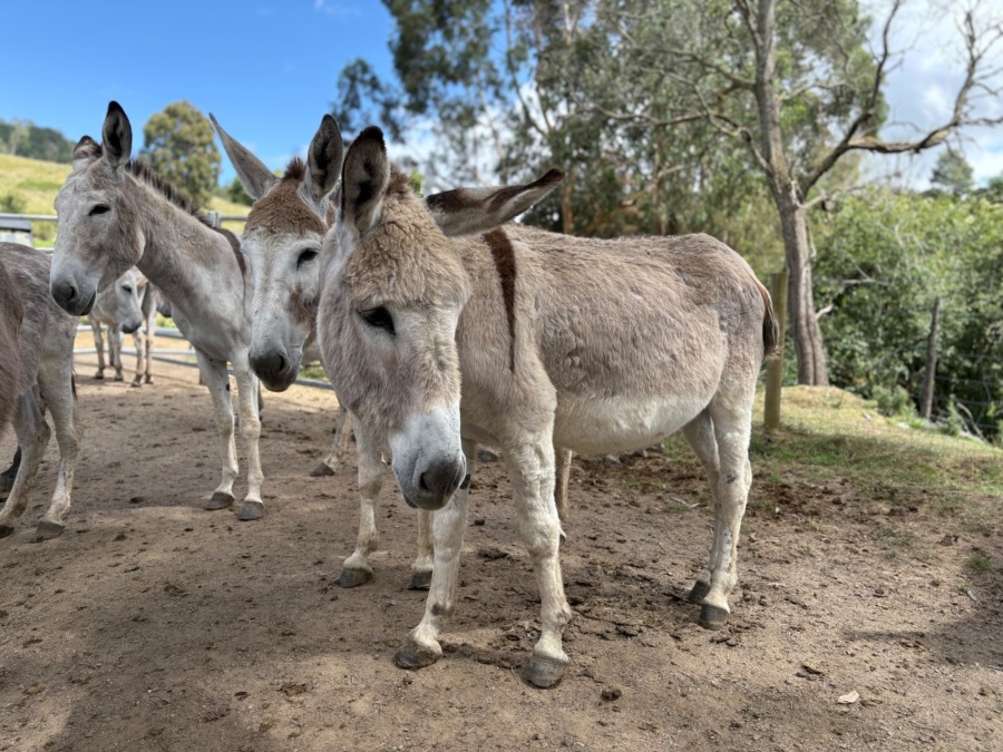 Captain & Aussie - Male Donkey in VIC - PetRescue
