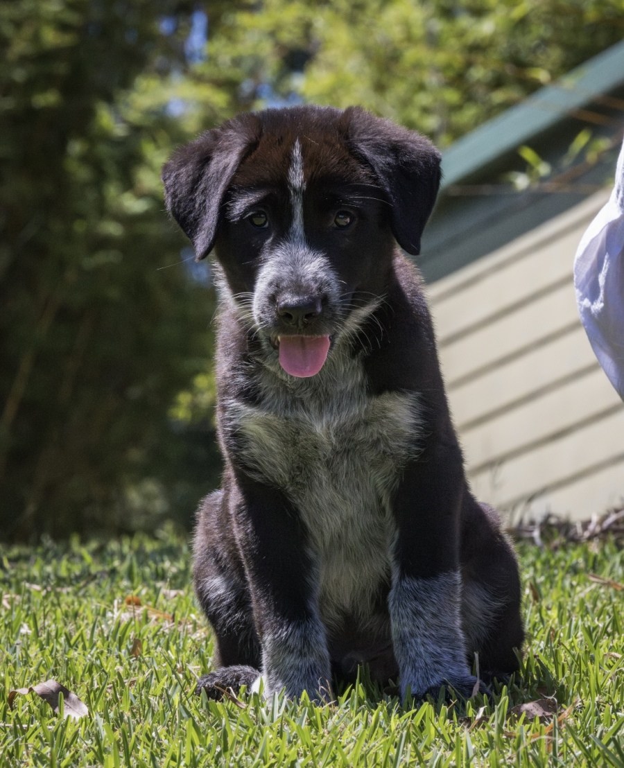 Snoop - Large Male Australian Kelpie x Maremma Sheepdog Mix Dog in NSW ...