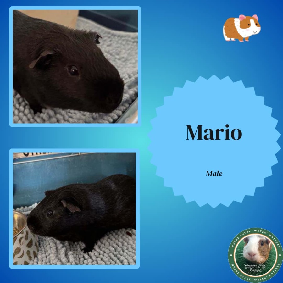 Mario - Male Short-hair Guinea Pig in WA - PetRescue