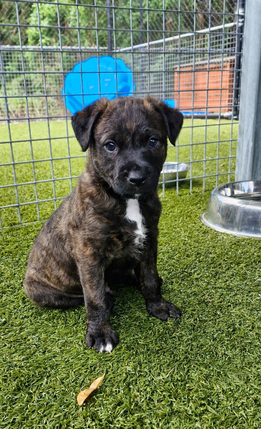 D1089 Coby - Medium Male American Staffordshire Terrier x German ...