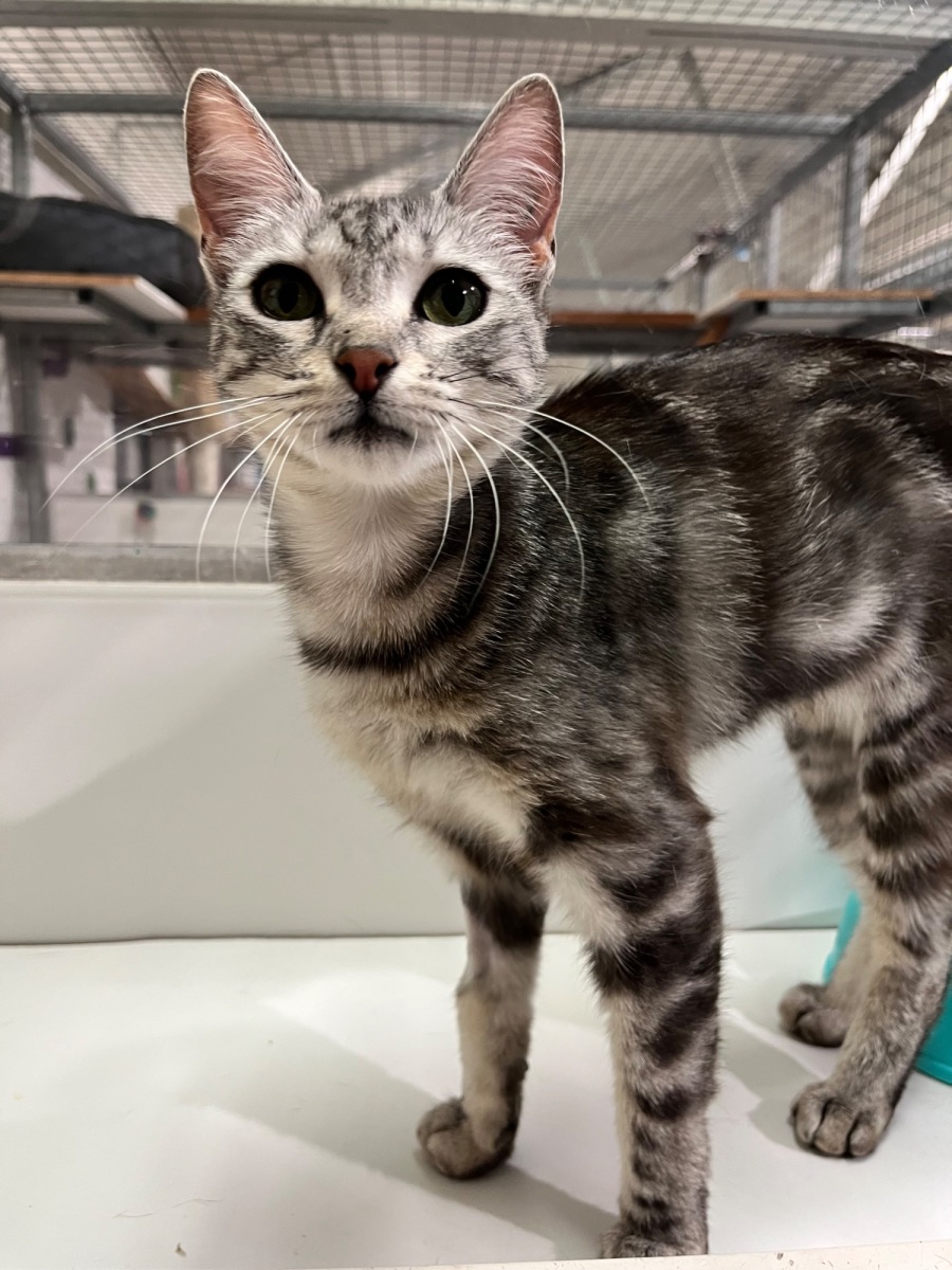 June - Female Domestic Short Hair (DSH) Cat in VIC - PetRescue