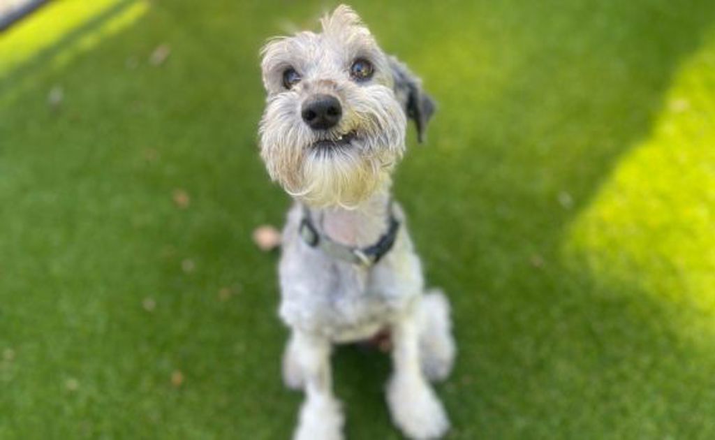 Stanley Poochi - Small Male Poodle Mix Dog in VIC - PetRescue