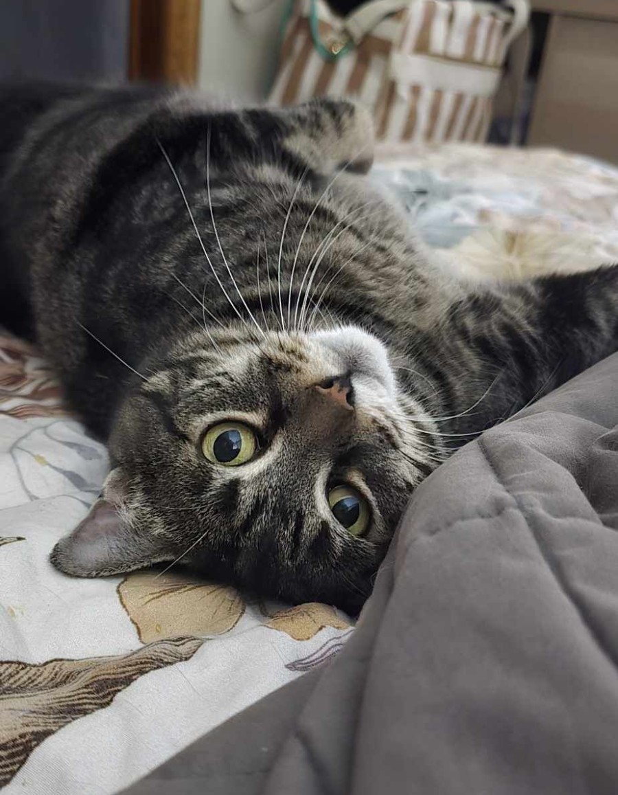 Pushka - Female Domestic Short Hair Cat in QLD - PetRescue