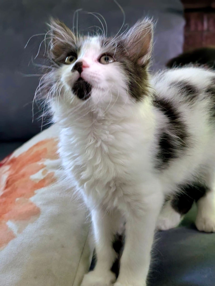 Tokyo - Male Domestic Medium Hair (DMH) Cat in NSW - PetRescue
