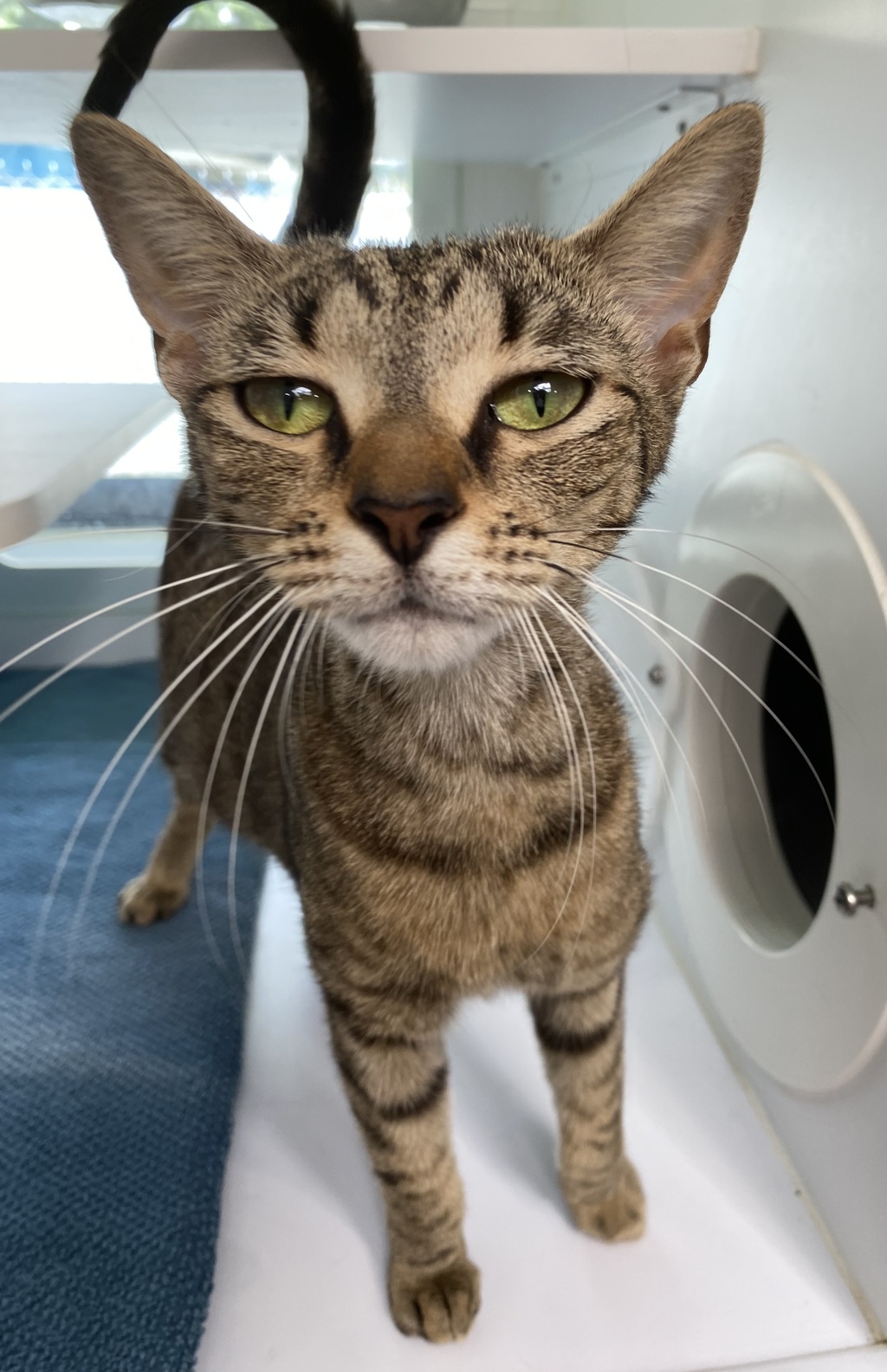 Doja - Female Domestic Short Hair Mix Cat in QLD - PetRescue