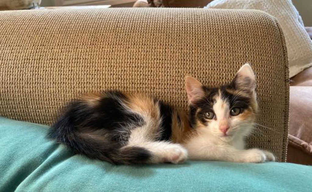 Ishy - Female Domestic Medium Hair Mix Cat in VIC - PetRescue