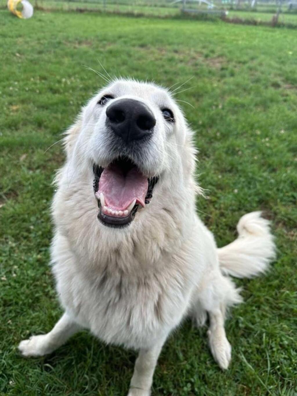 Amy - Large Female Maremma Sheepdog x Pyrenean Mountain Dog Mix Dog in ...