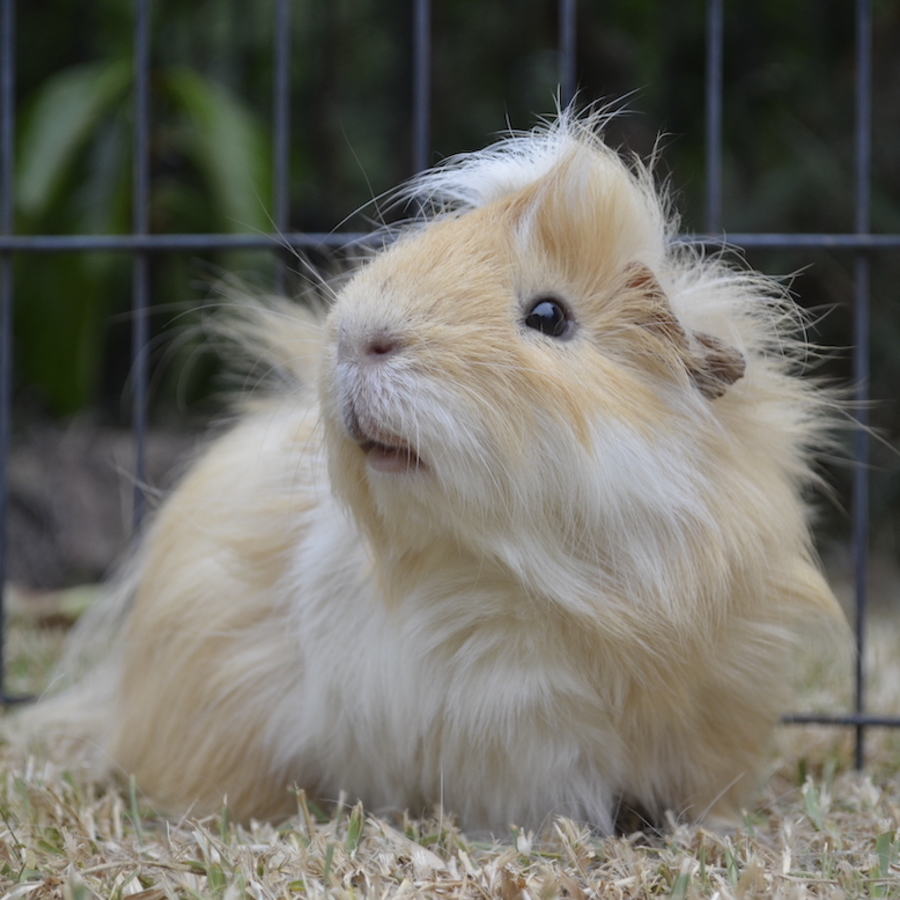 Lightning - Male Medium-hair Abyssinian Guinea Pig in NSW - PetRescue