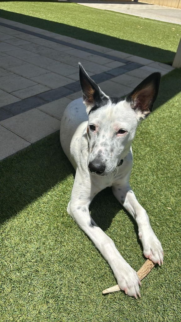 Chevy - Medium Male Mixed Breed x Mixed breed Dog in WA - PetRescue