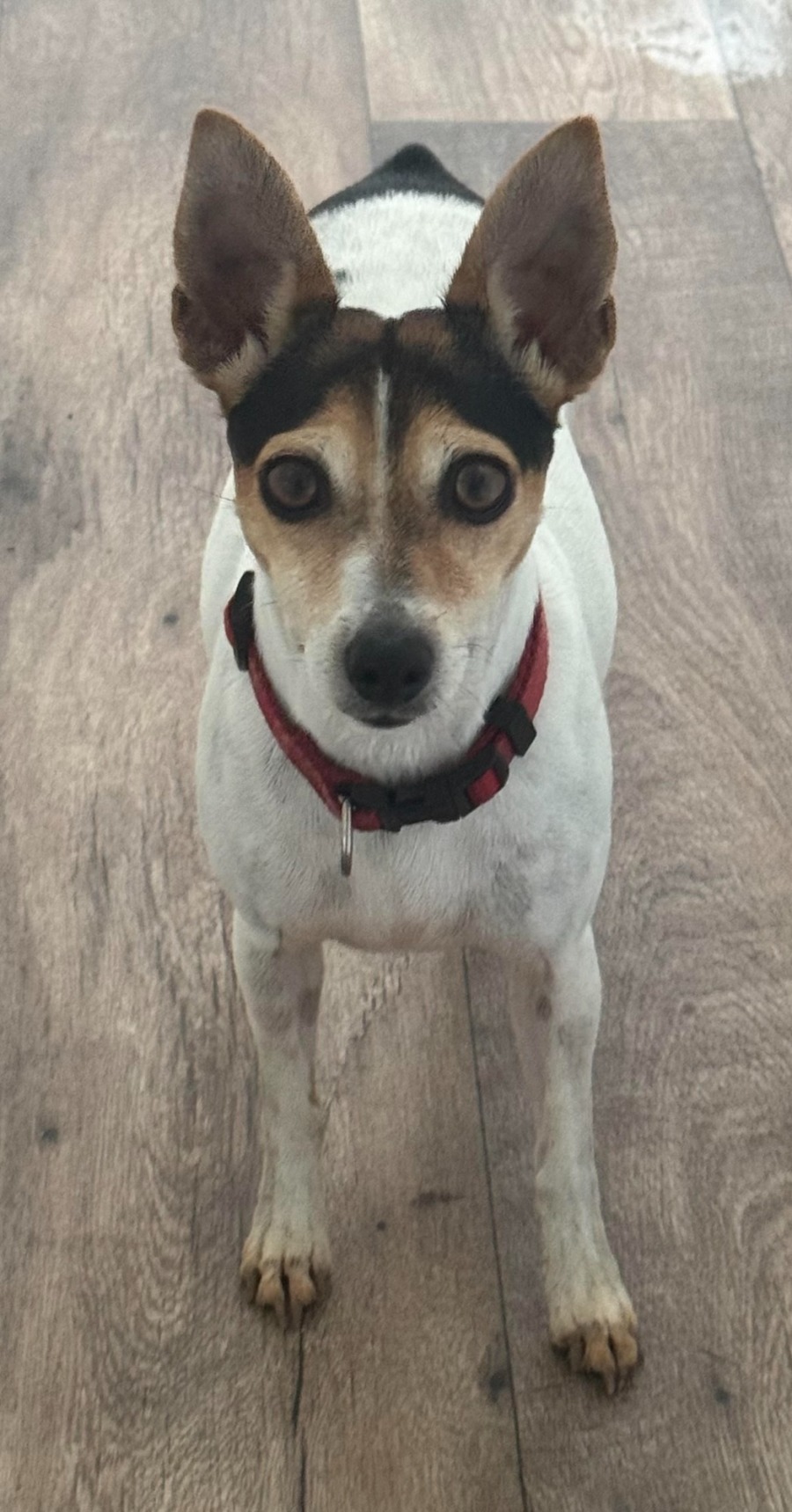 Tash - Small Female Tenterfield Terrier Dog in QLD - PetRescue