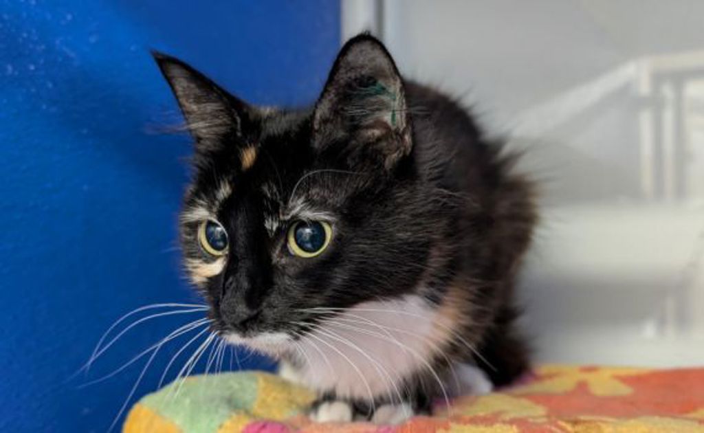Gib - Female Domestic Short Hair Mix Cat in VIC - PetRescue