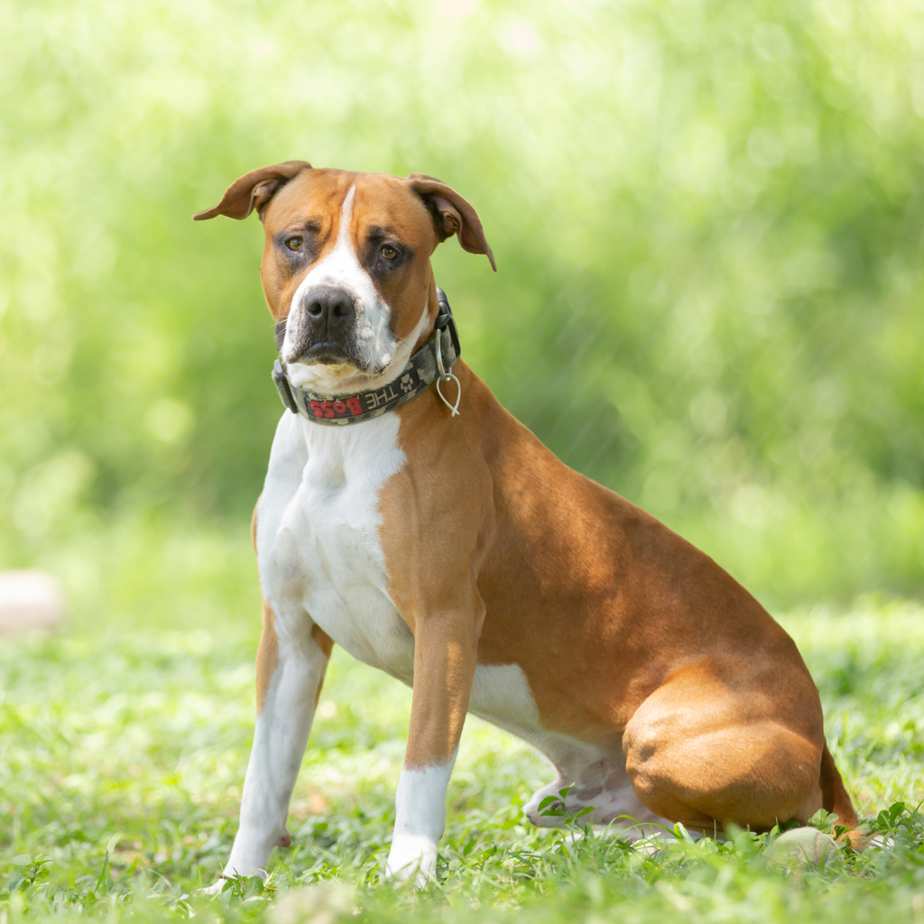 Jett - Large Male Boxer x American Staffy Mix Dog in QLD - PetRescue