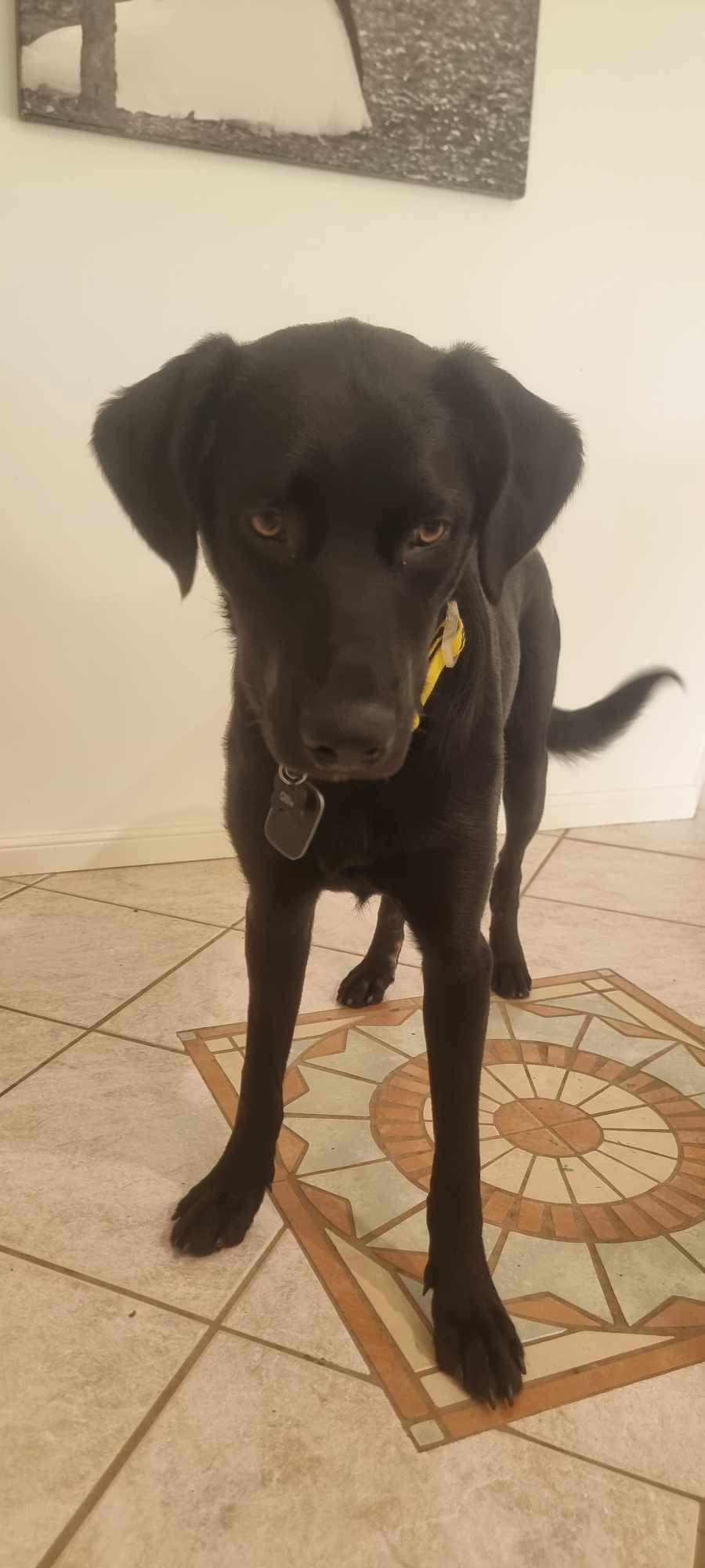 Ollie - Medium Male Australian Kelpie x Labrador Retriever Mix Dog in ...