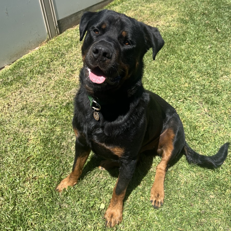 Axel - Large Male Rottweiler Dog in VIC - PetRescue