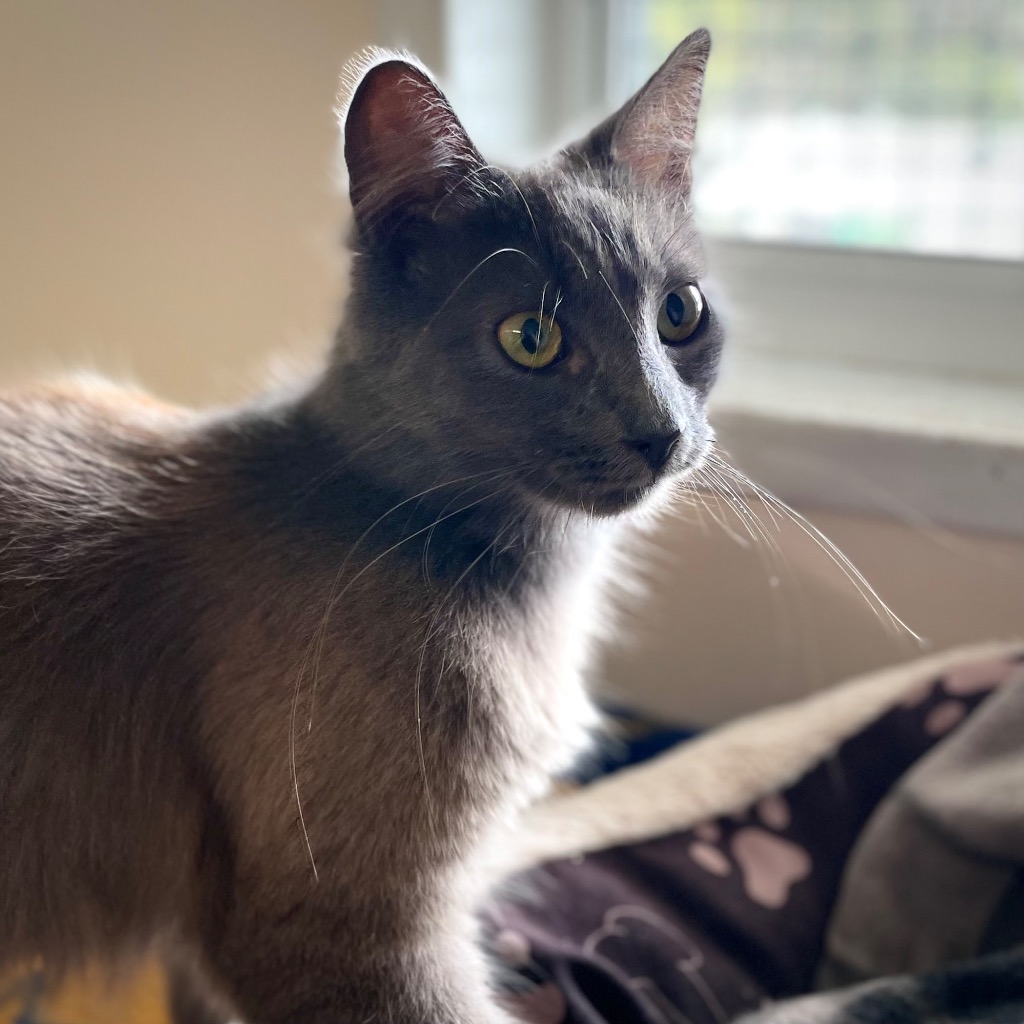 Tilly - Female Domestic Short Hair (DSH) Mix Cat in TAS - PetRescue