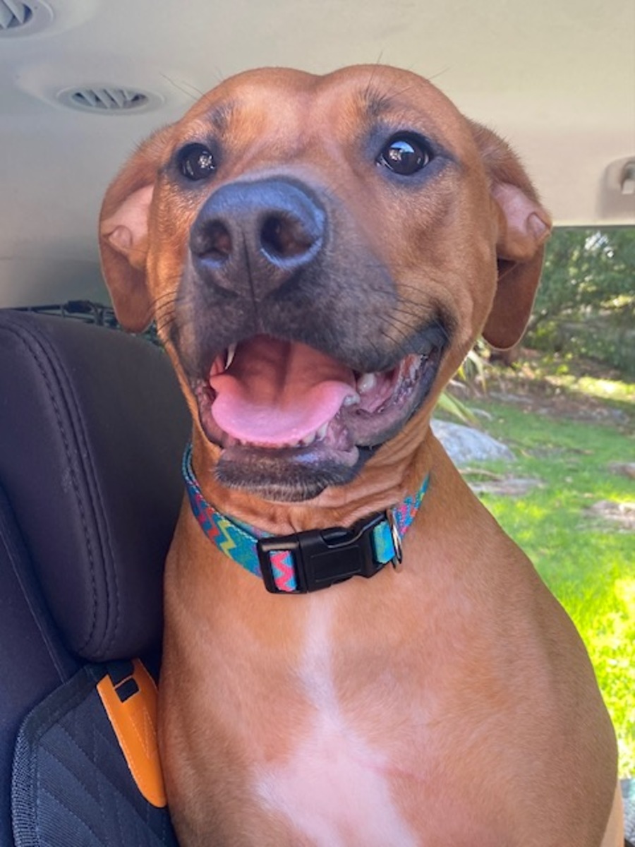 Calliope - Large Female Rhodesian Ridgeback Mix Dog in NSW - PetRescue
