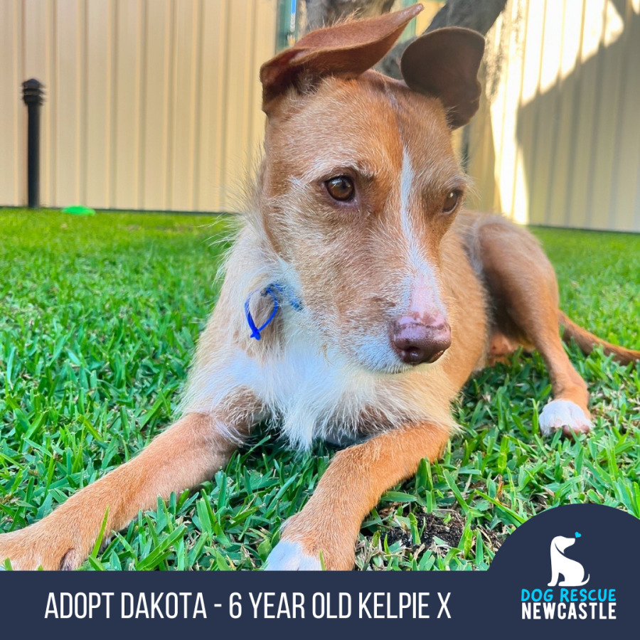 Dakota - 6 Year Old Kelpie X (On Trial) - Medium Female Australian ...