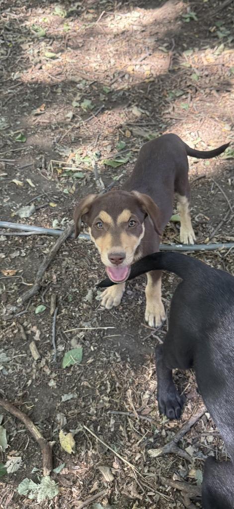 Jillie - Medium Female Mixed breed Dog in NSW - PetRescue