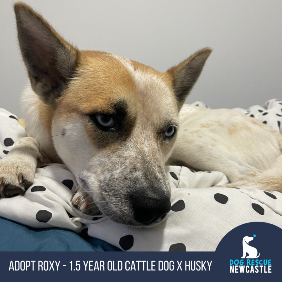 Roxy - 1.5 Year Old Cattle Dog X Husky (Trial) - Medium Female ...