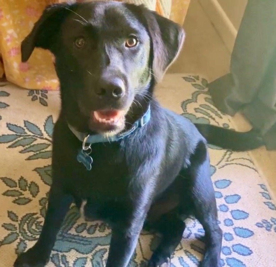 Moose - Medium Male Labrador Retriever x Border Collie Dog in VIC ...