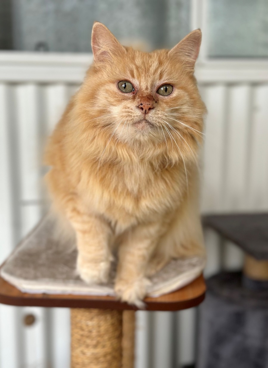 Poppy - Female Domestic Long Hair (DLH) Cat in NSW - PetRescue