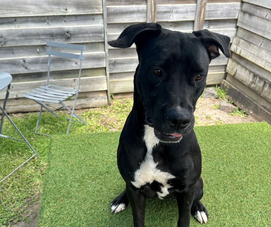 Lizzie - Large Female Bull Arab Mix Dog in QLD - PetRescue
