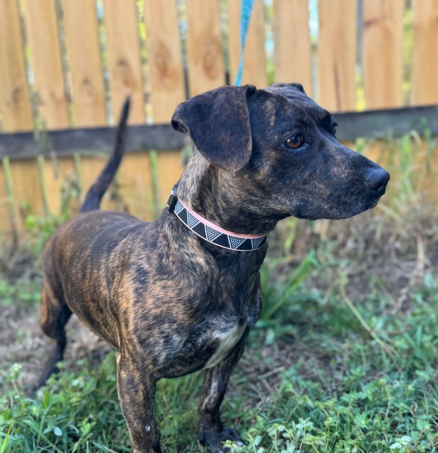 Angel - Small Female Dachshund (Miniature) x Staffordshire Bull Terrier ...