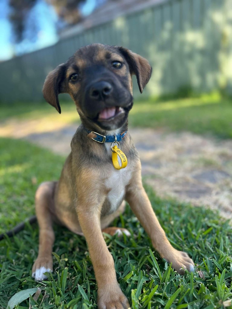 Atticus - Large Male Mixed breed Dog in WA - PetRescue