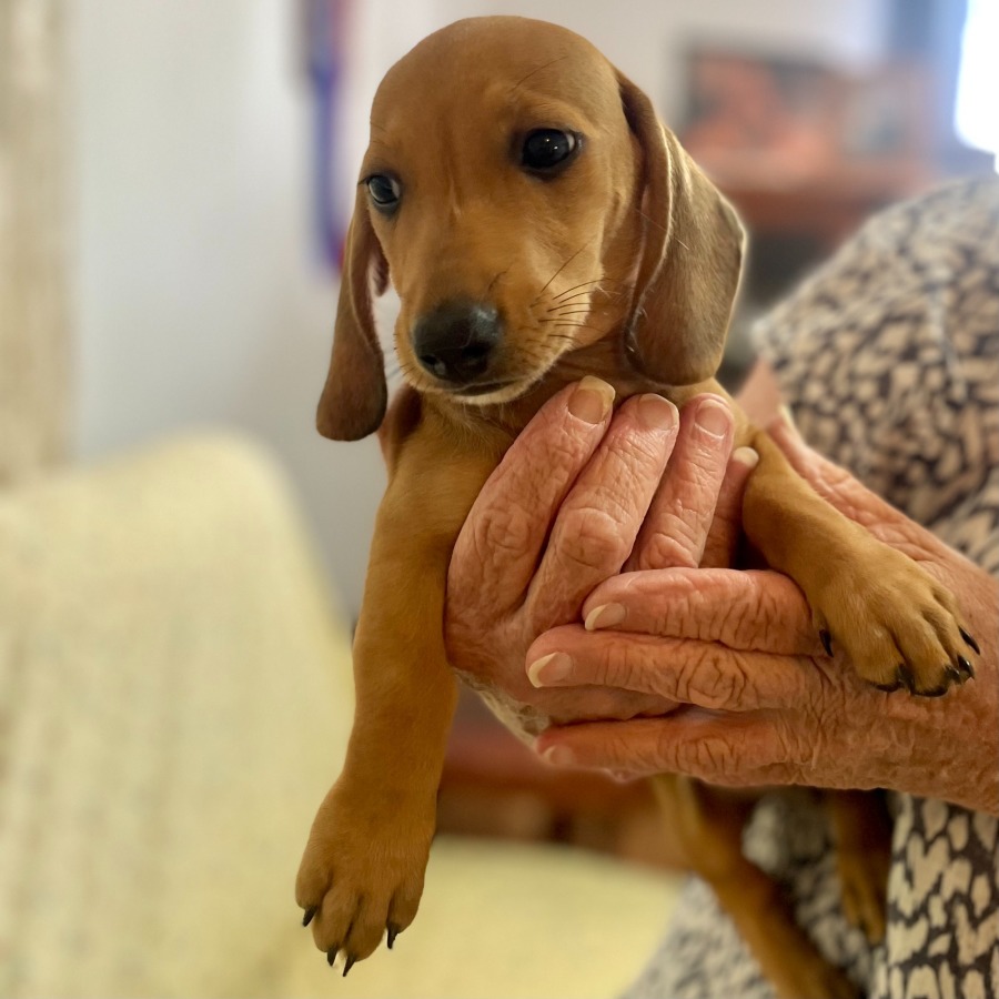 Roney - Small Male Dachshund (Miniature Smooth Haired) Dog in QLD ...