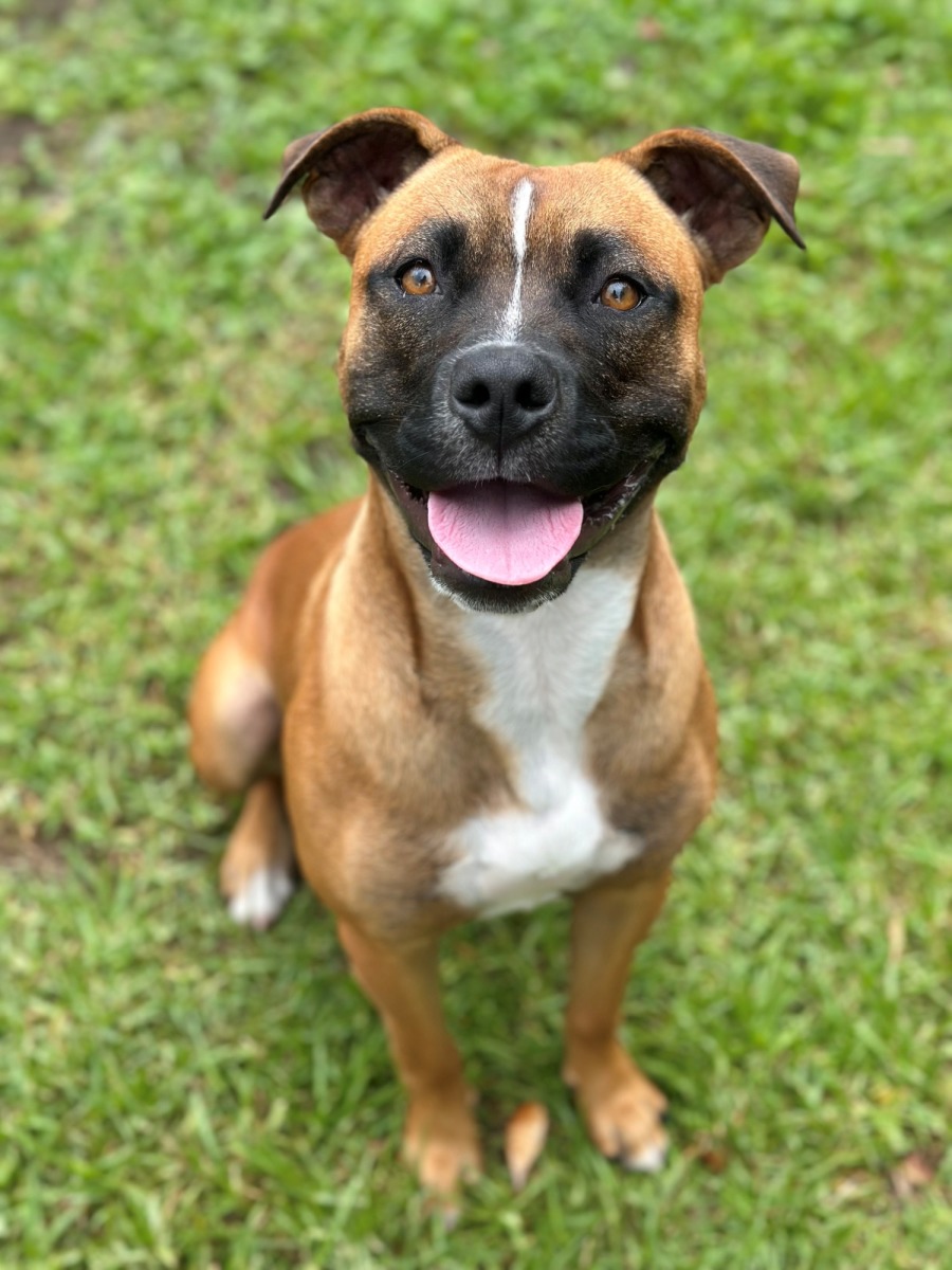 Monica - Medium Female American Staffordshire Terrier Dog in NSW - PetRescue