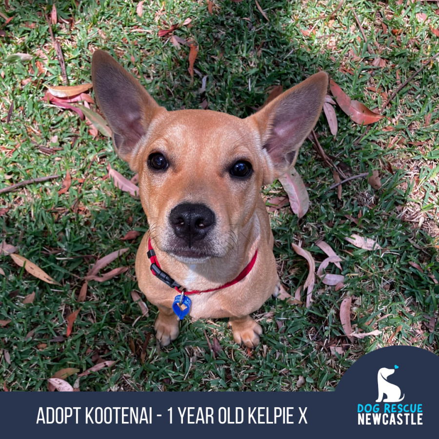 Kootenai - 1 Year Old Kelpie X (On Trial) - Medium Female Australian ...