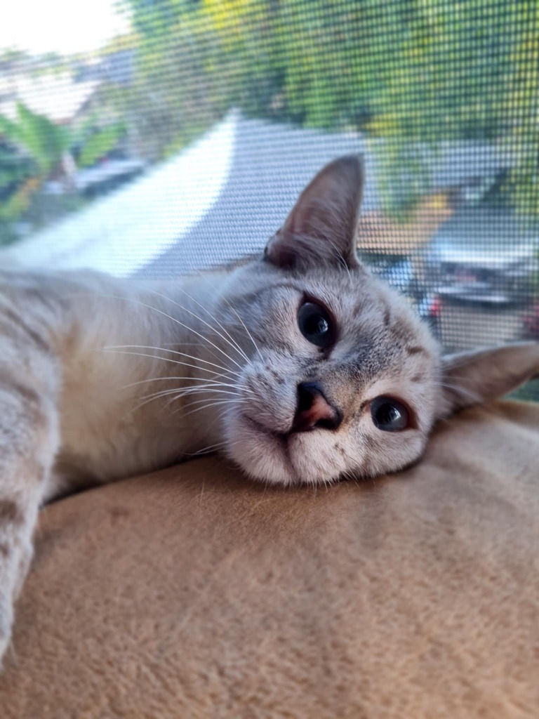 Sergeant Sprinkles - Male Domestic Short Hair (DSH) Mix Cat in QLD ...