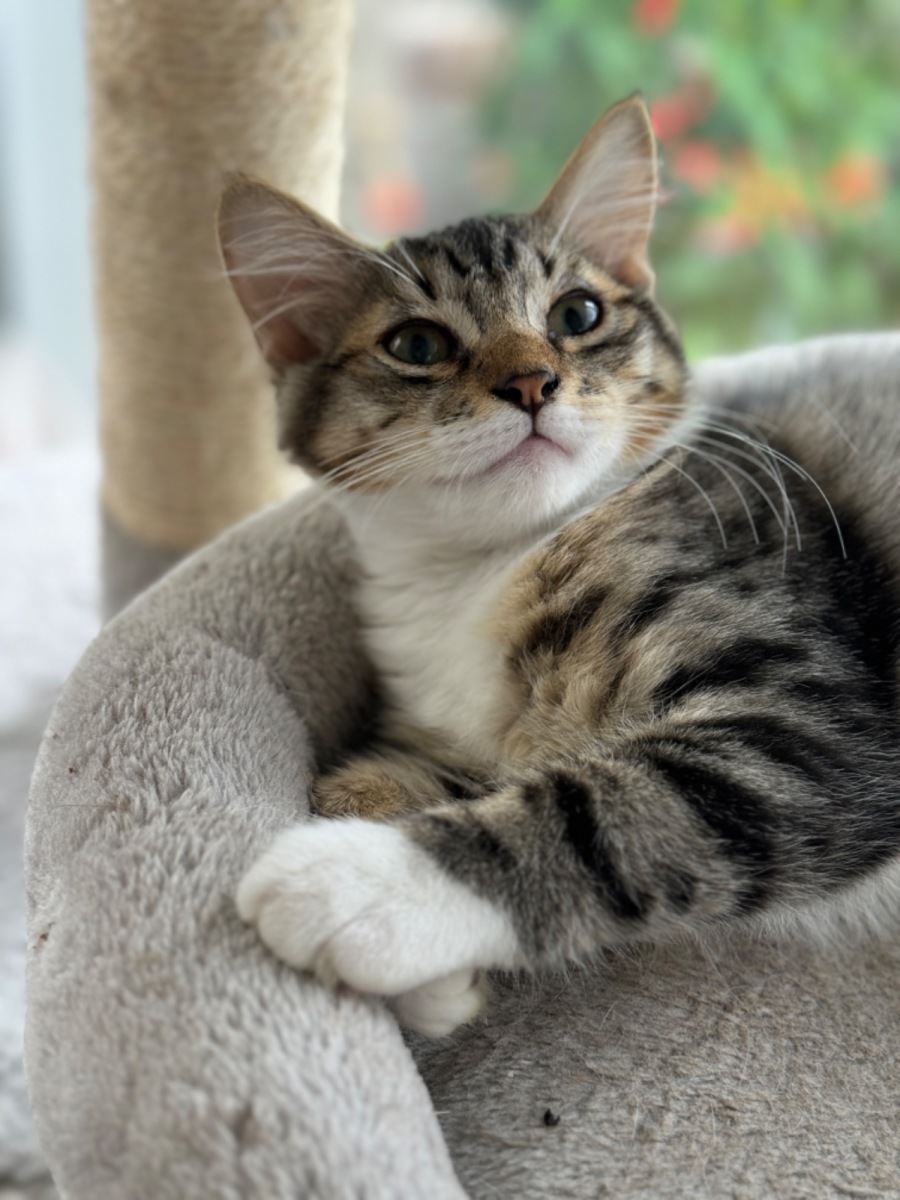 Jasper - Male Domestic Long Hair (DLH) Cat in NSW - PetRescue