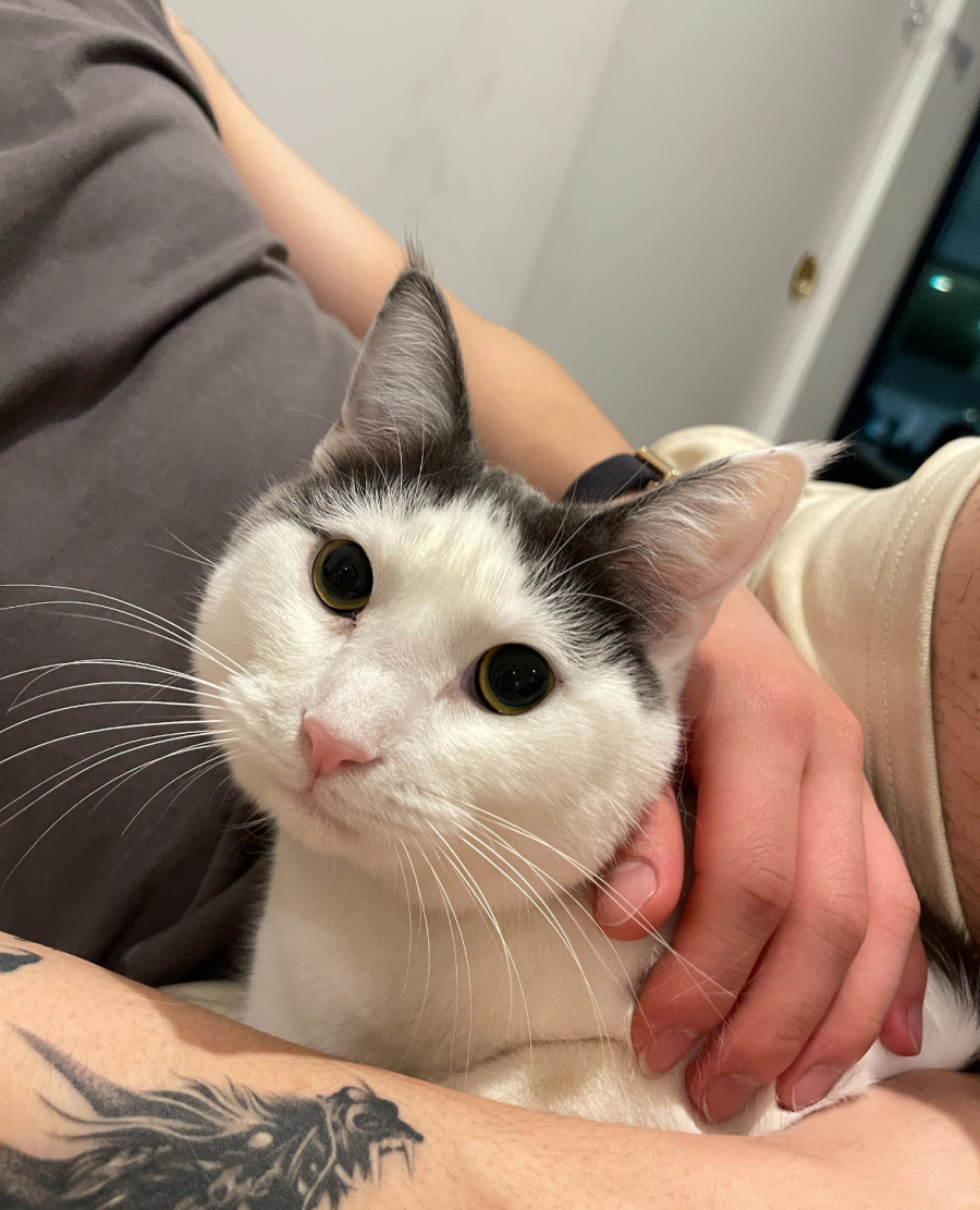 Albie - Male Domestic Short Hair Cat in VIC - PetRescue