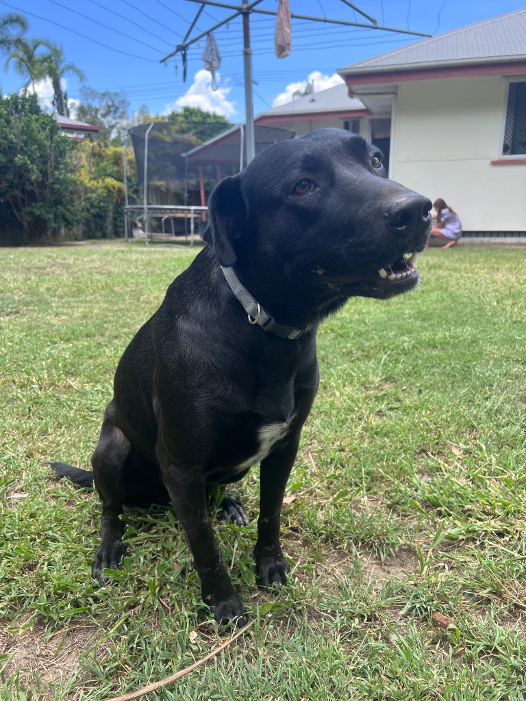 Jango - Medium Male Labrador Retriever x Mixed breed Mix Dog in QLD ...