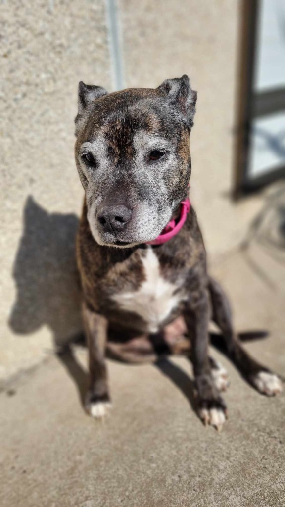 Ziva - Medium Female Staffordshire Bull Terrier Dog in VIC - PetRescue