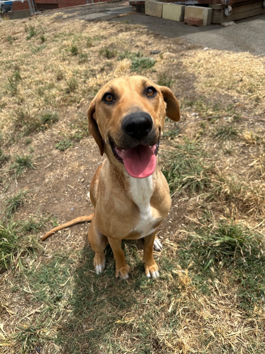 Lexi - Large Female Greyhound x Rhodesian Ridgeback Mix Dog in VIC ...
