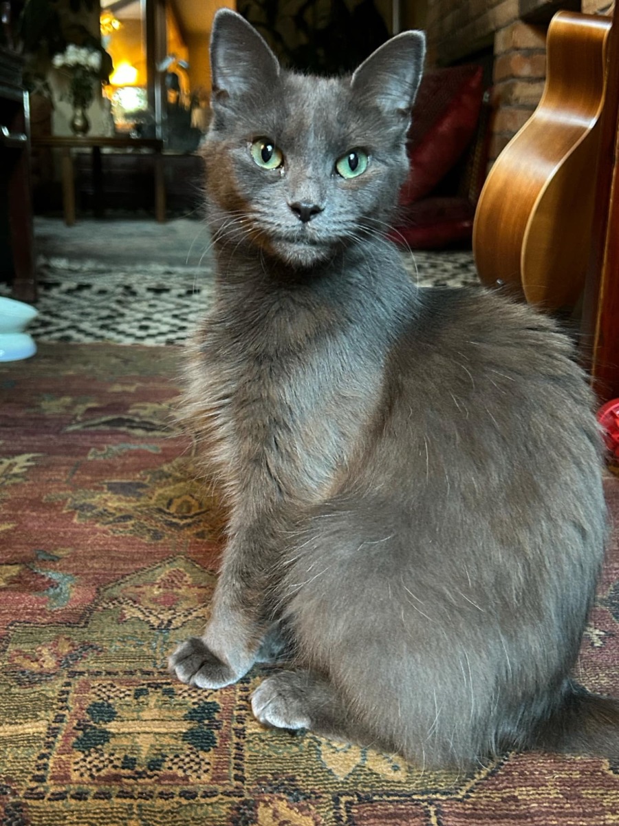 Darlene - Female Domestic Medium Hair (DMH) Cat in VIC - PetRescue