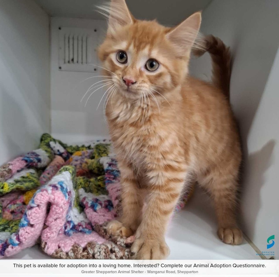 Ed - Male Domestic Medium Hair (DMH) Cat in VIC - PetRescue