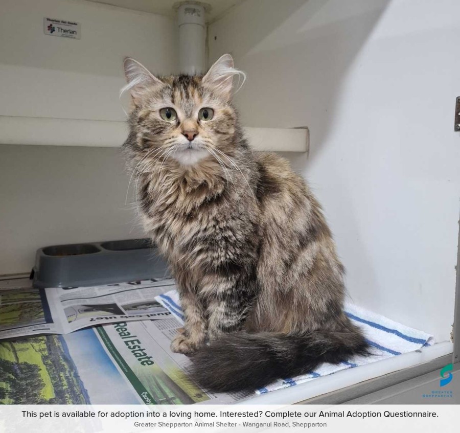 Twinkle - Female Domestic Medium Hair (DMH) Cat in VIC - PetRescue