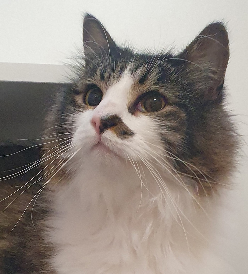 Matty - Male Domestic Medium Hair Mix Cat in VIC - PetRescue