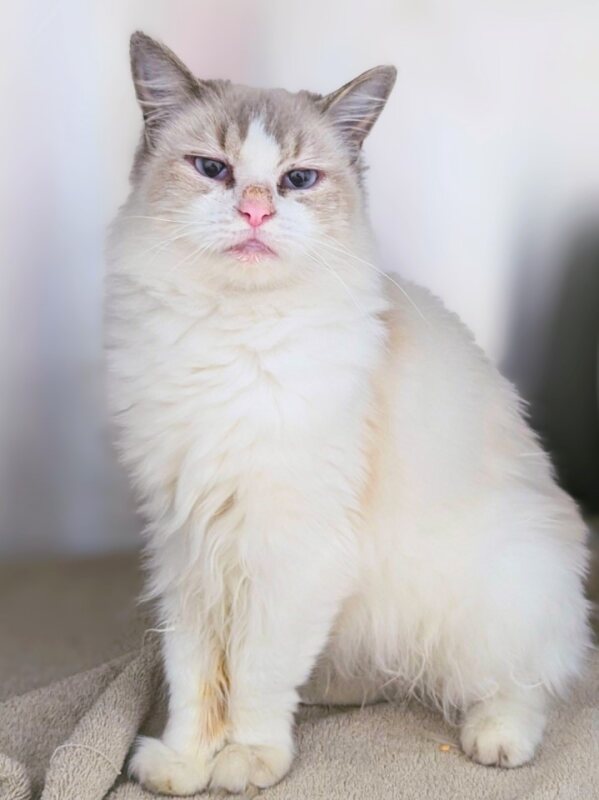 Tippy - Female Ragdoll Mix Cat in NSW - PetRescue